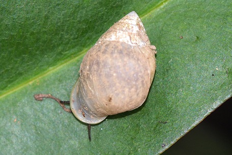 Pythia plicata